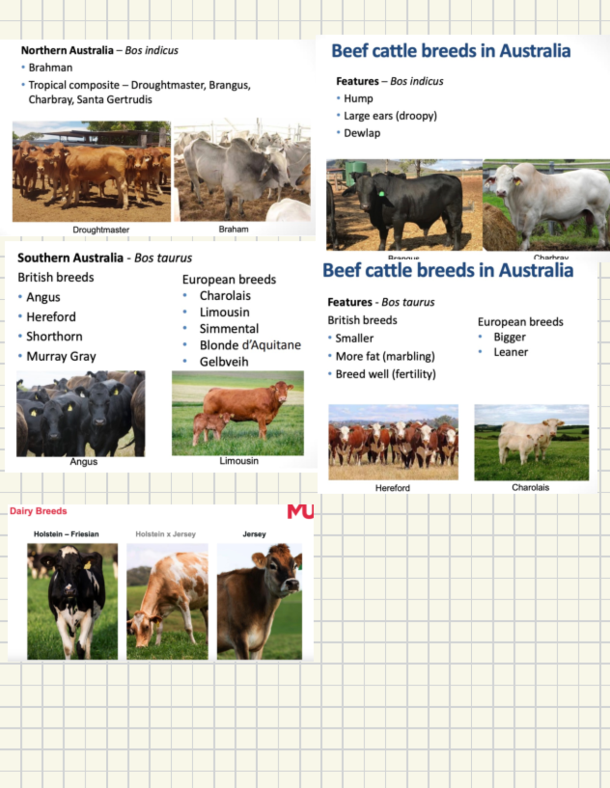 Breeds Identification Notes - beef and dairy cattle Drought master : I ...