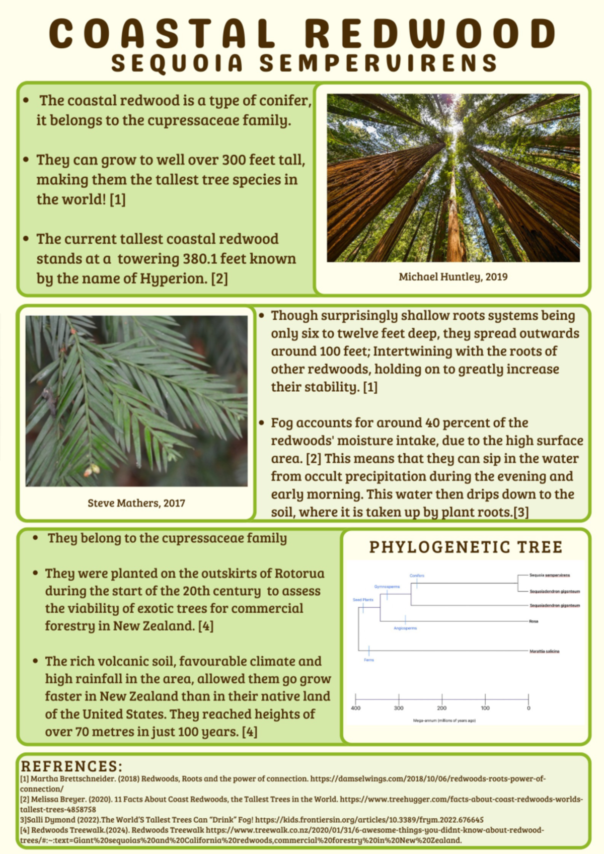 Coastal Redwood Sequoia Sempervirens - 1 - Biodiversity: Patterns of ...