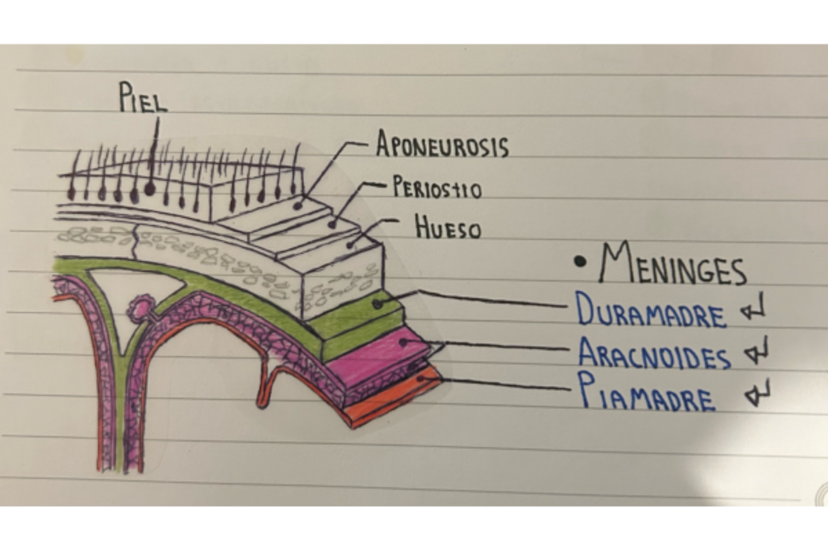 meninges anato 2 - Anatomía Humana II - PIEL APONEUROSIS PERIOSTIO ...