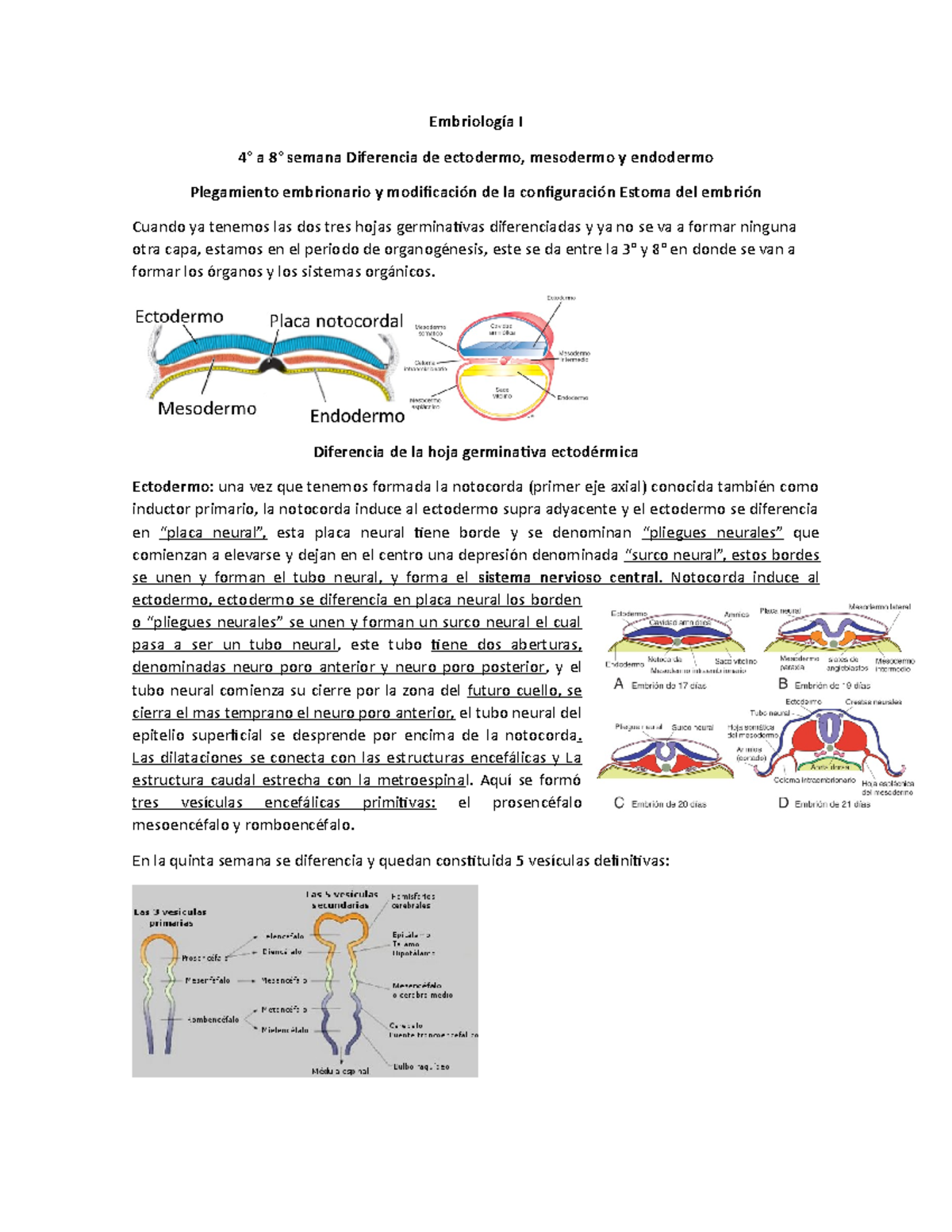 Embriología 1 - Apuntes 1 - Embriología I 4° a 8° semana Diferencia de ...