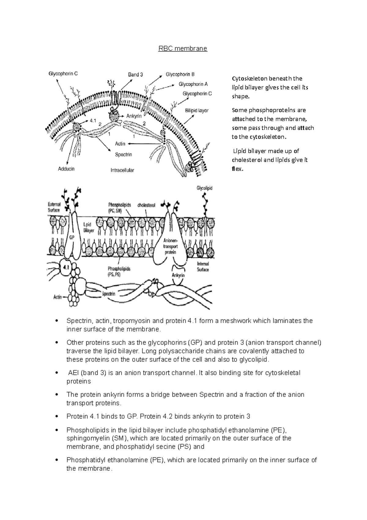 RBC membrane - Lecture notes 1 - RBC membrane Spectrin, actin ...