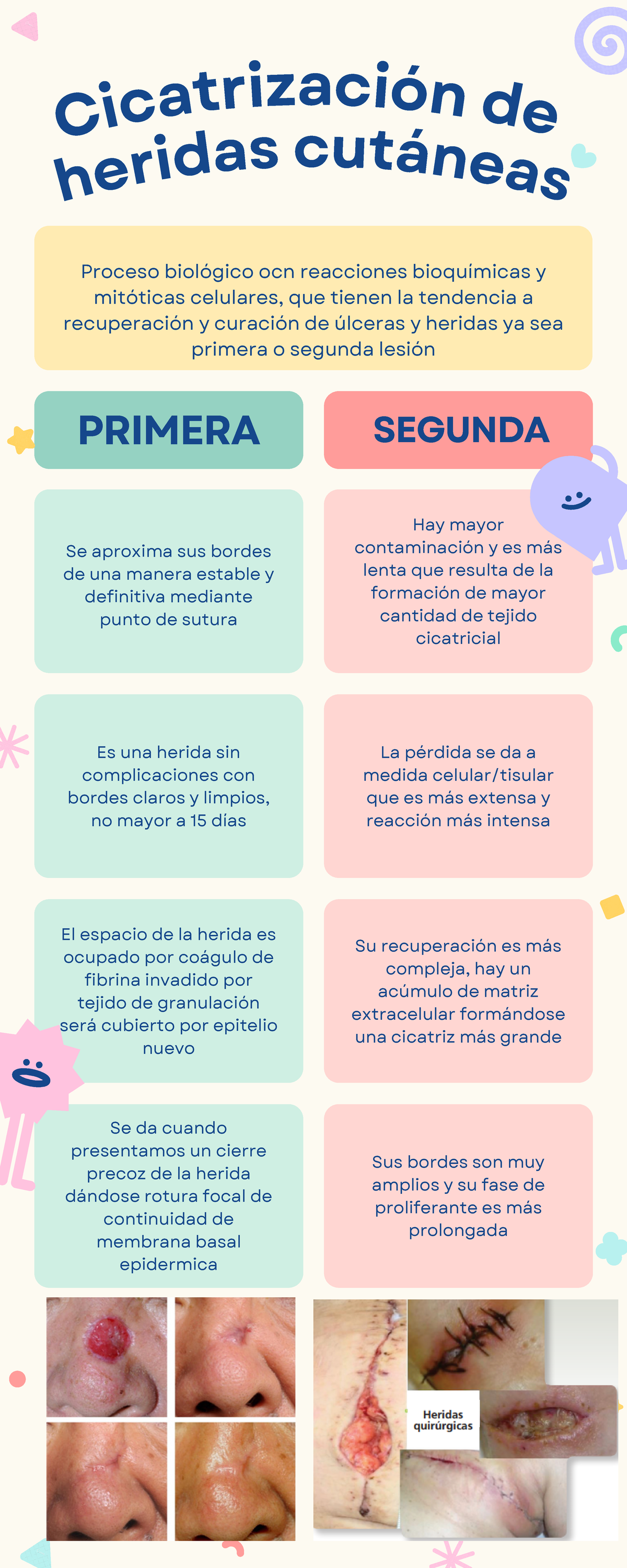 Cicatrización de heridas cutáneas - El espacio de la herida es ocupado ...