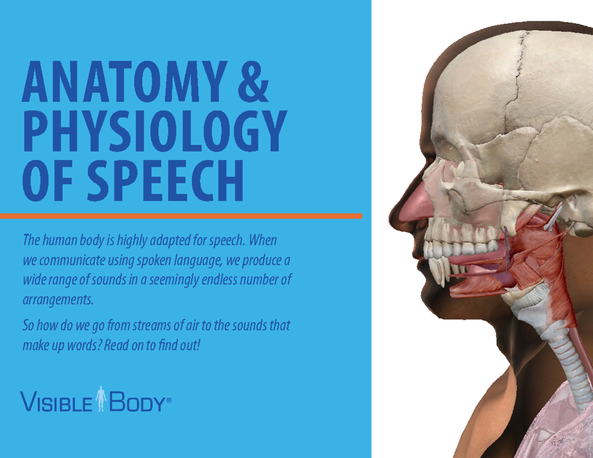 Visible Body Speech e Book - ANATOMY & PHYSIOLOGY OF SPEECH The human ...
