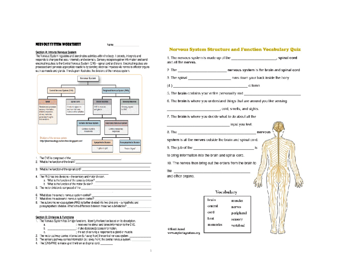 Long test brain - worksheets - NERVOUS SYSTEM WORKSHEET Name Nervous ...