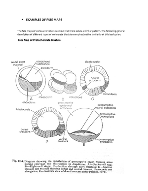 Fate Maps - Introduction and fate map by natural marking and artificial ...