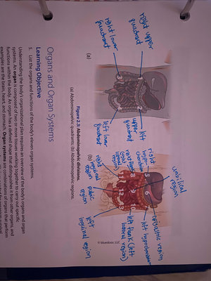Muscle Chart - Muscle Name Origin Insertion Action Innervation Masseter ...