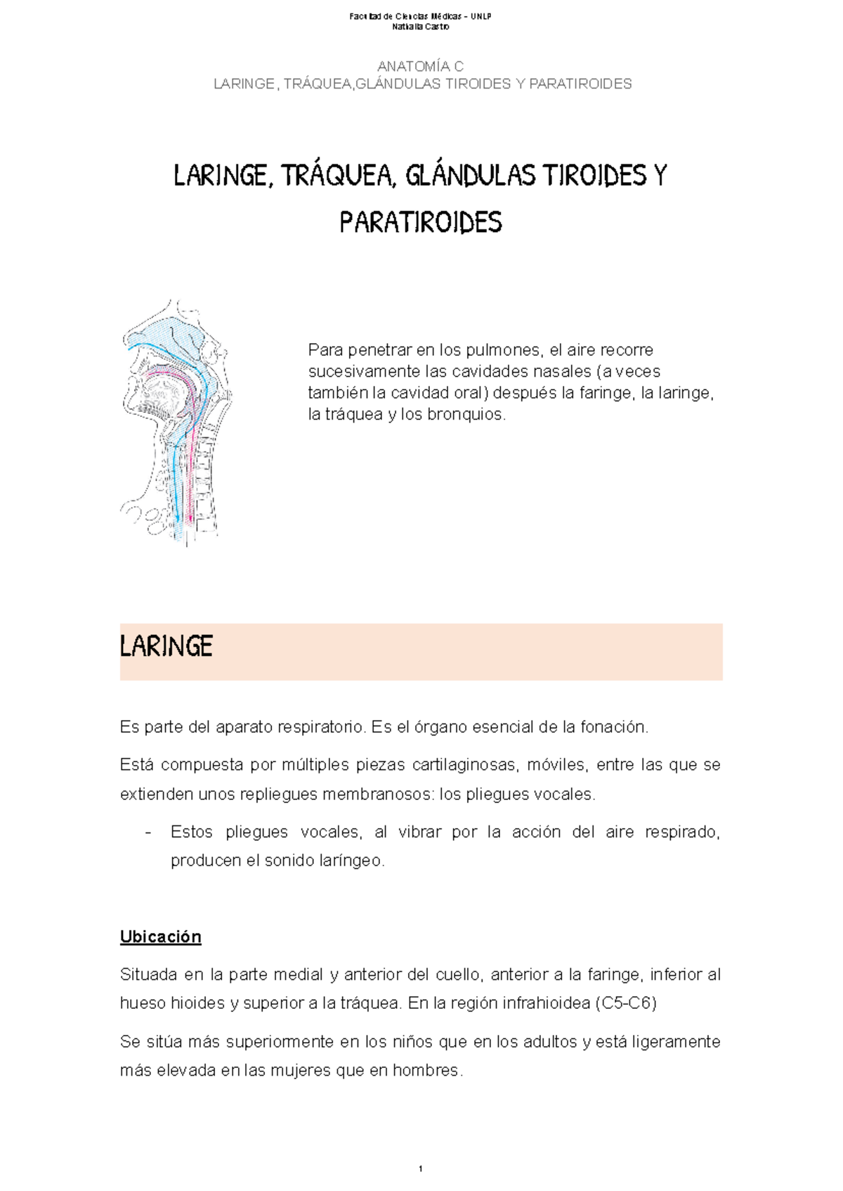 Laringe, tráquea, glandulas tiroides y paratiroides - Nathalia Castro ...