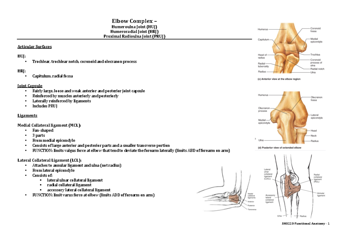 Summary - Elbow Complex Notes - Elbow Complex – Humeroulna Joint (HUJ ...