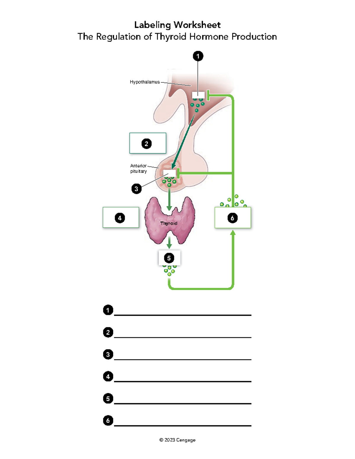 Chapter 17 Labeling Worksheets - Bachelor of Science in Nursing ...