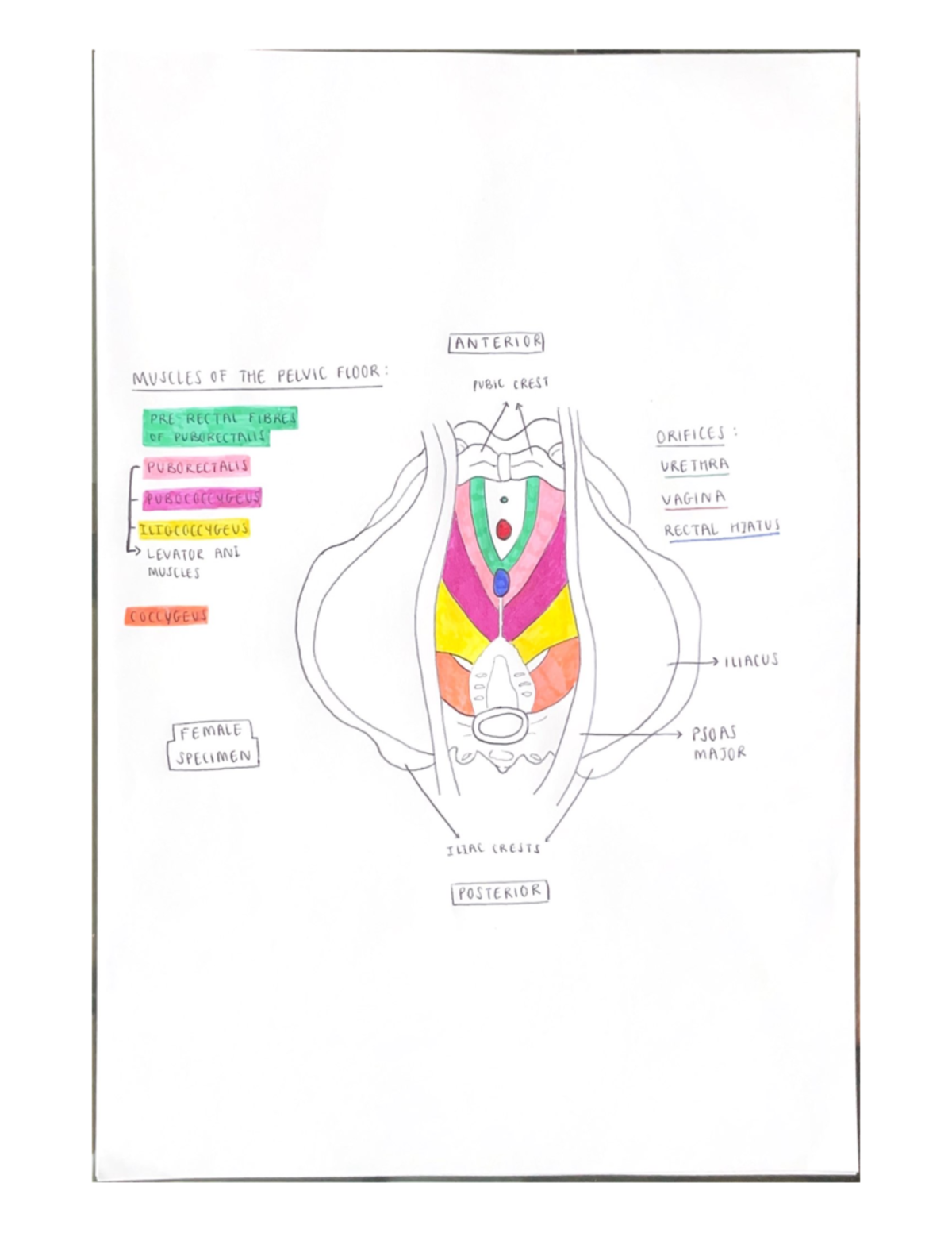 Muscles OF THE Pelvic Floor - CA42005 - Studocu