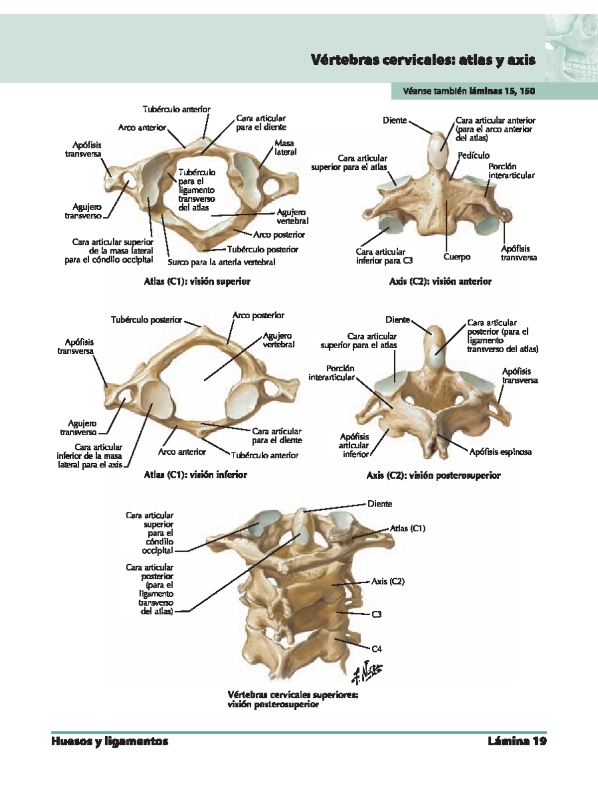 Vertebras - netter imp - Apuntes 1 - Anatomía - UNLP - Studocu