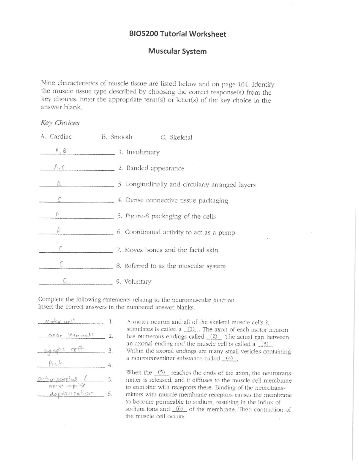 Answers - Muscular System - NSG5113 - Studocu