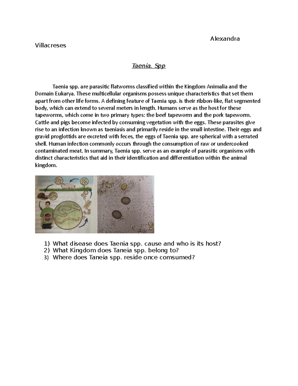 Taneia spp - lab - Alexandra Villacreses Taenia. Spp Taenia spp. are ...