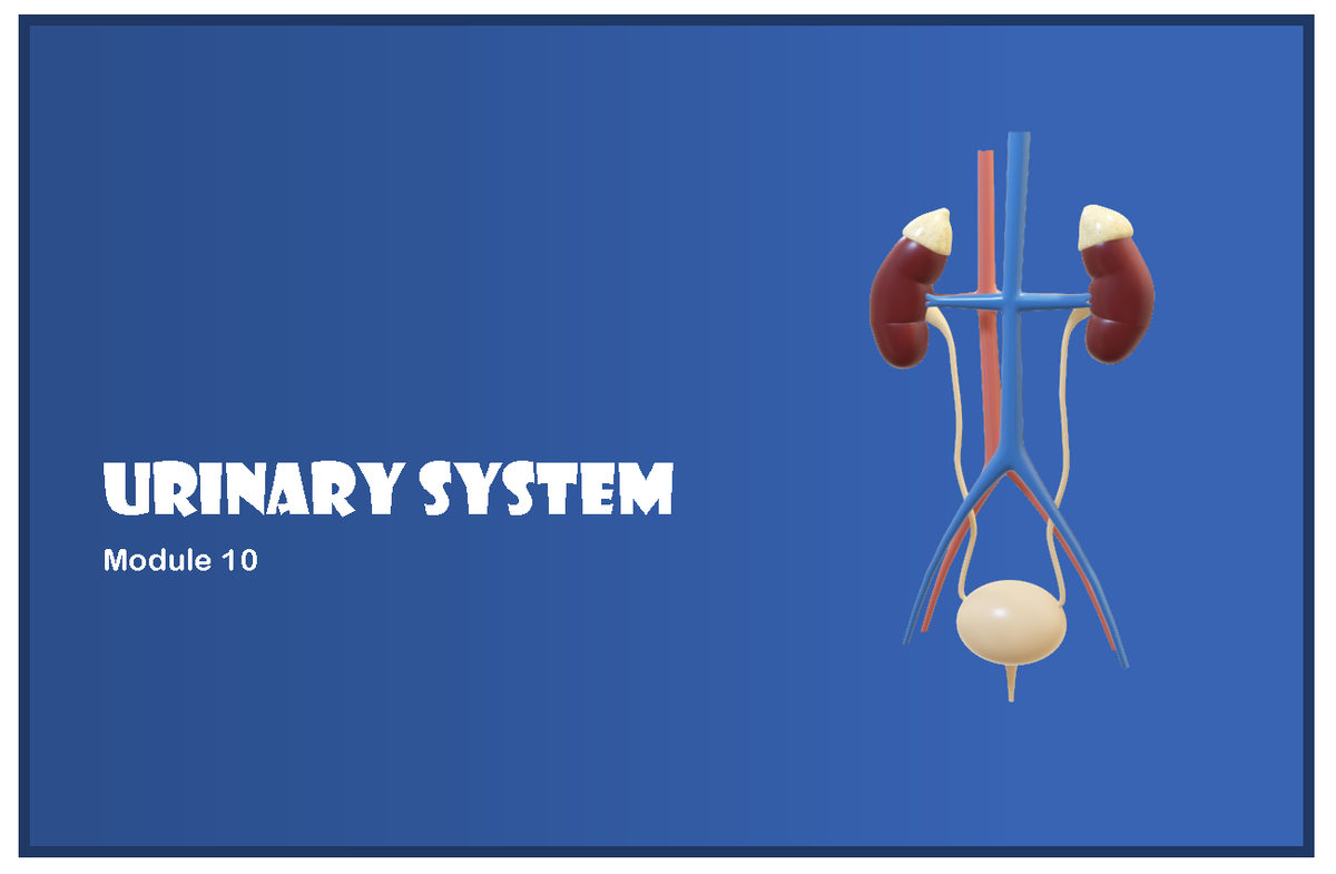 Module 10 - Urinary System - Urinary System Module 10 Knowledge ...