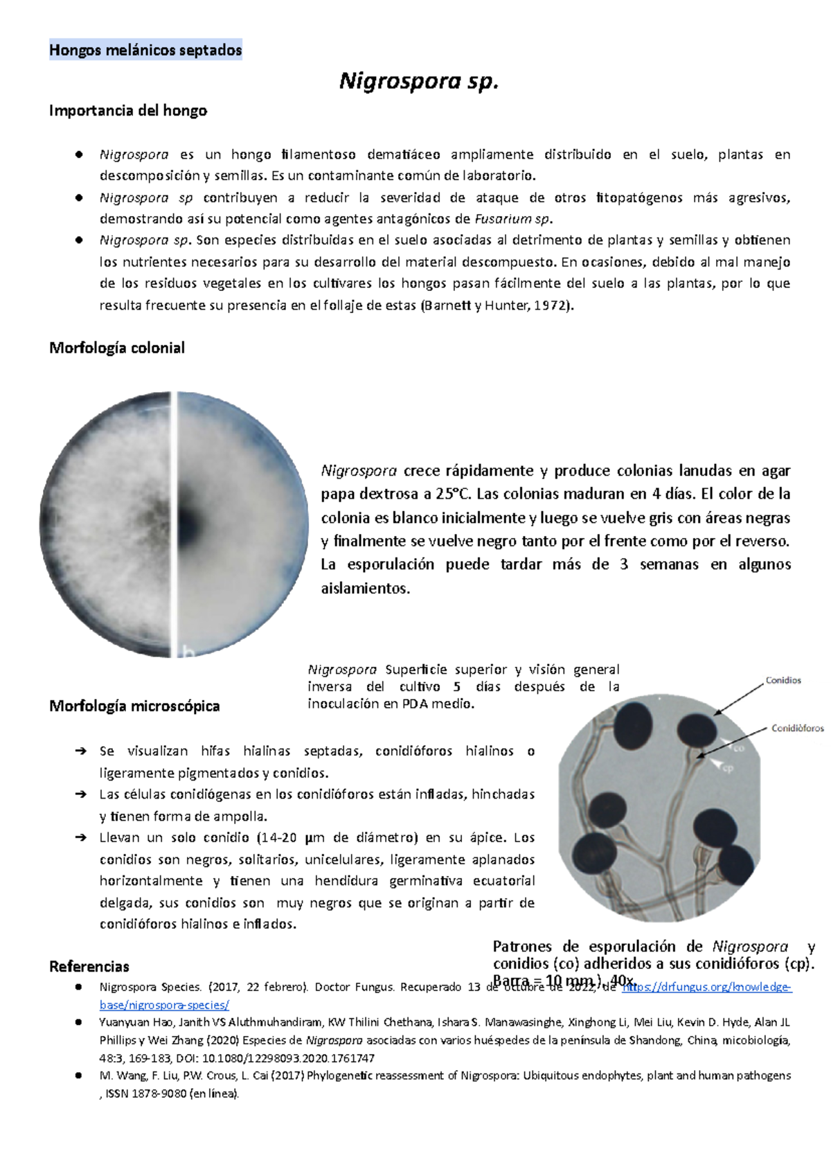 Atlas Micologia - Hongos melánicos septados Nigrospora sp. Importancia ...
