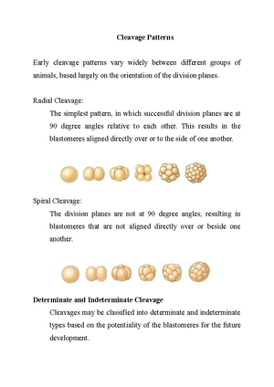 Types of cleavage - holoblastic and meroblastic - Types of cleavage ...