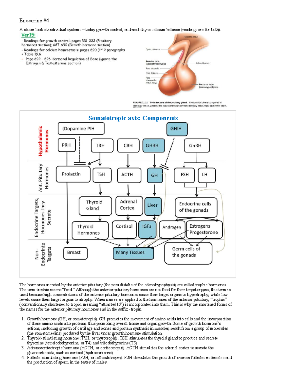 Endocrine 4-min - ..... - Somatotropic axis: Components A closer look ...