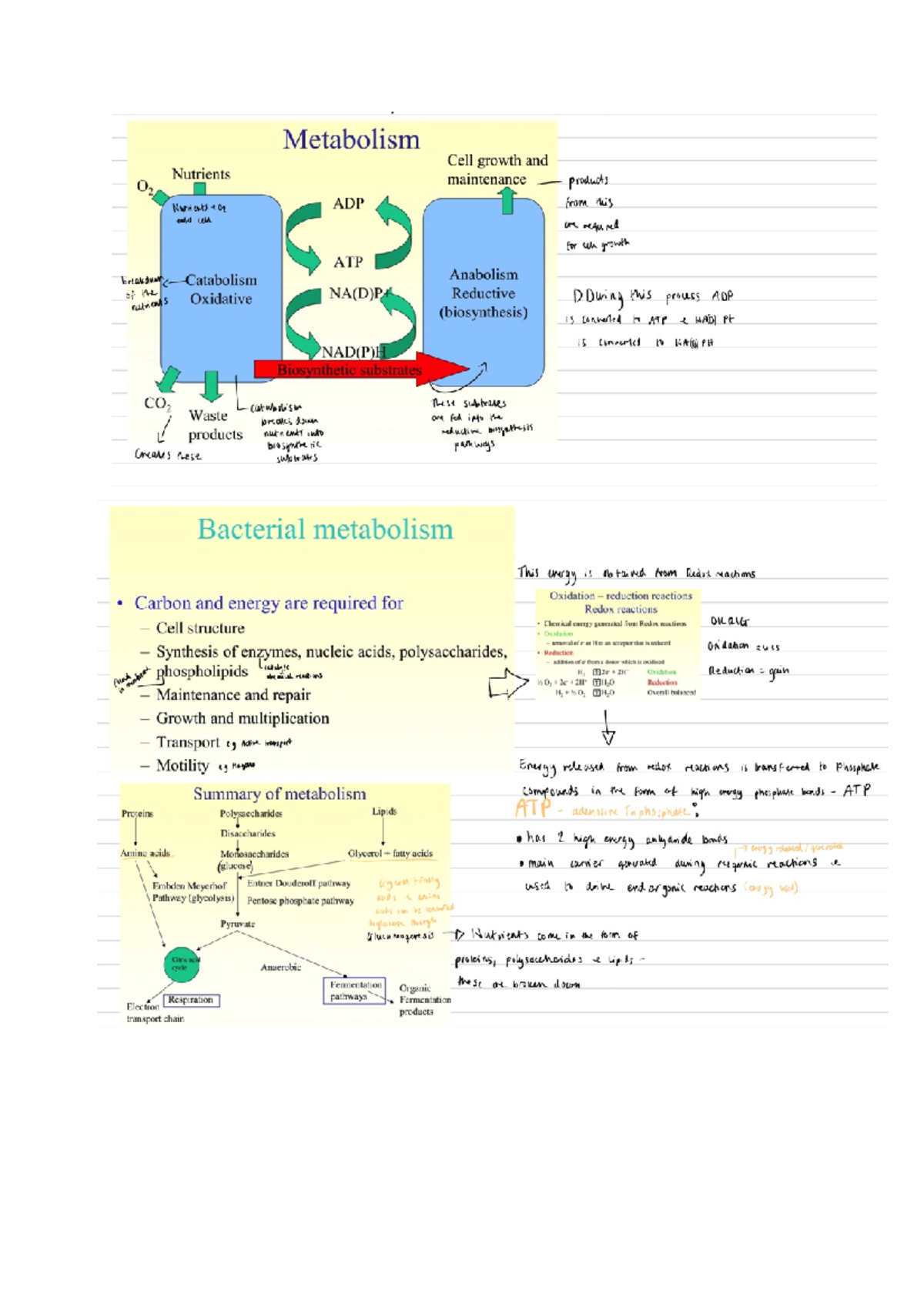 Metabolism - Lecture notes 5 - 4BM011 - Studocu