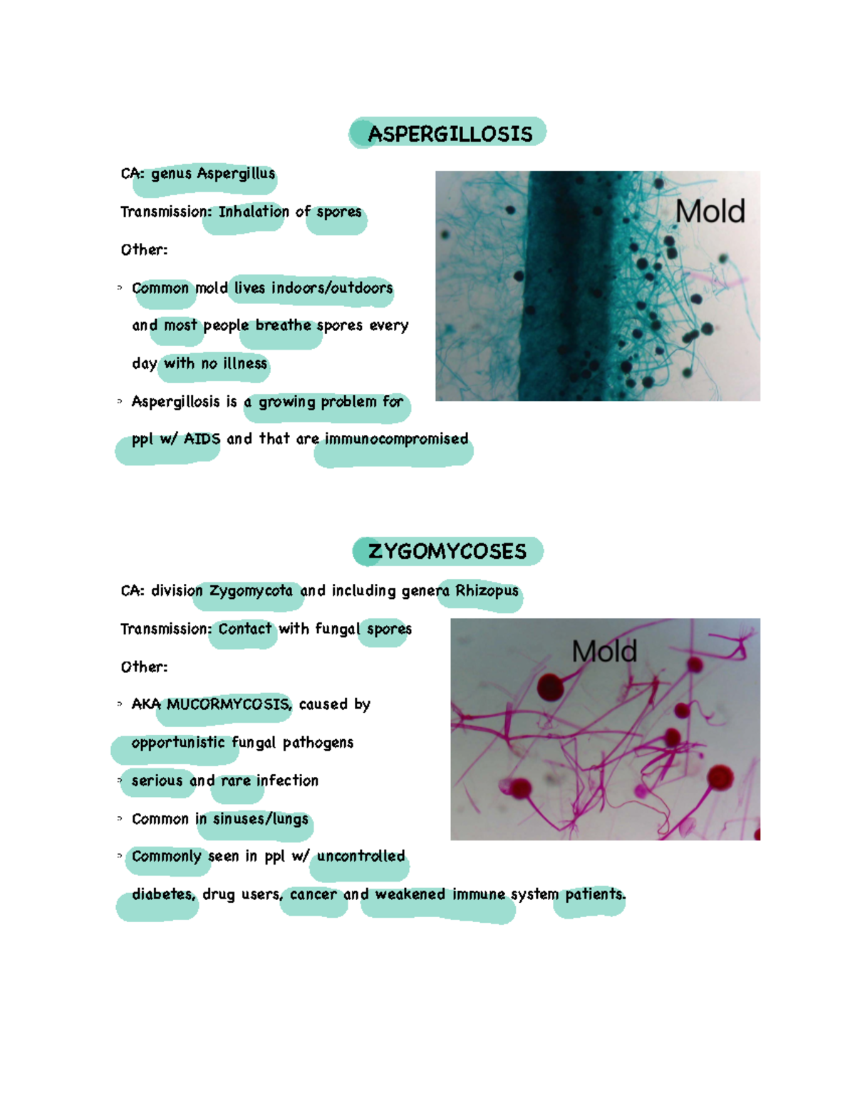 Parasites lol - ASPERGILLOSIS CA: genus Aspergillus Transmission ...