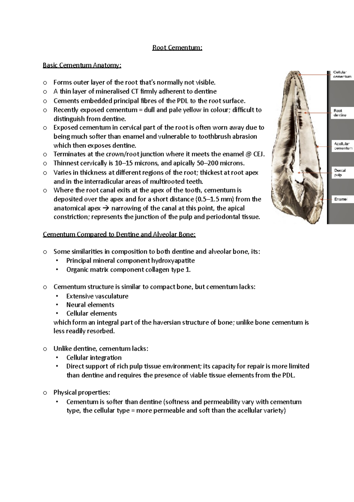 Root Cementum Anatomy - Studocu