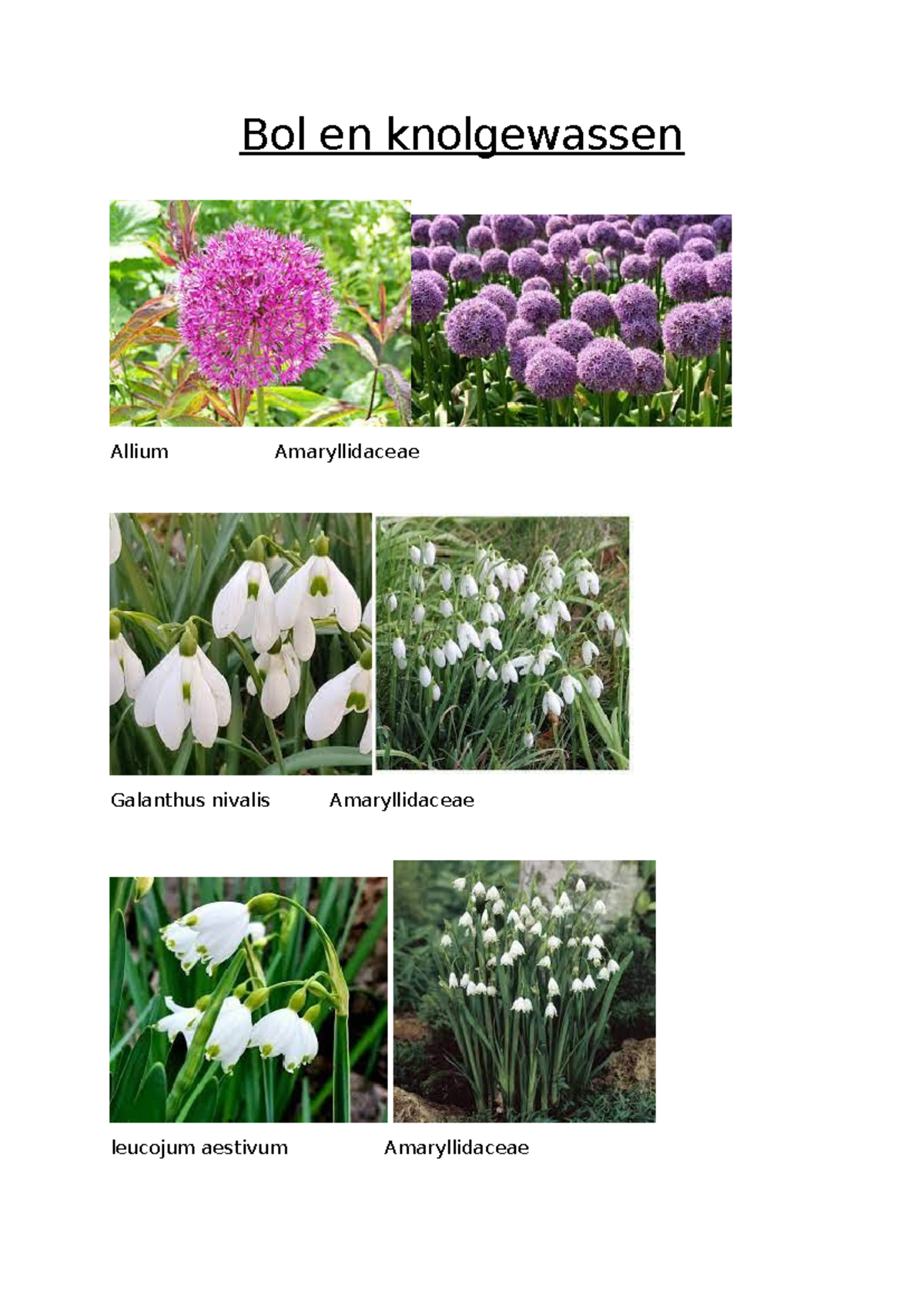 Bol en knolgewassen latijnse namen - Duurzame Inrichting van Tuinen en ...