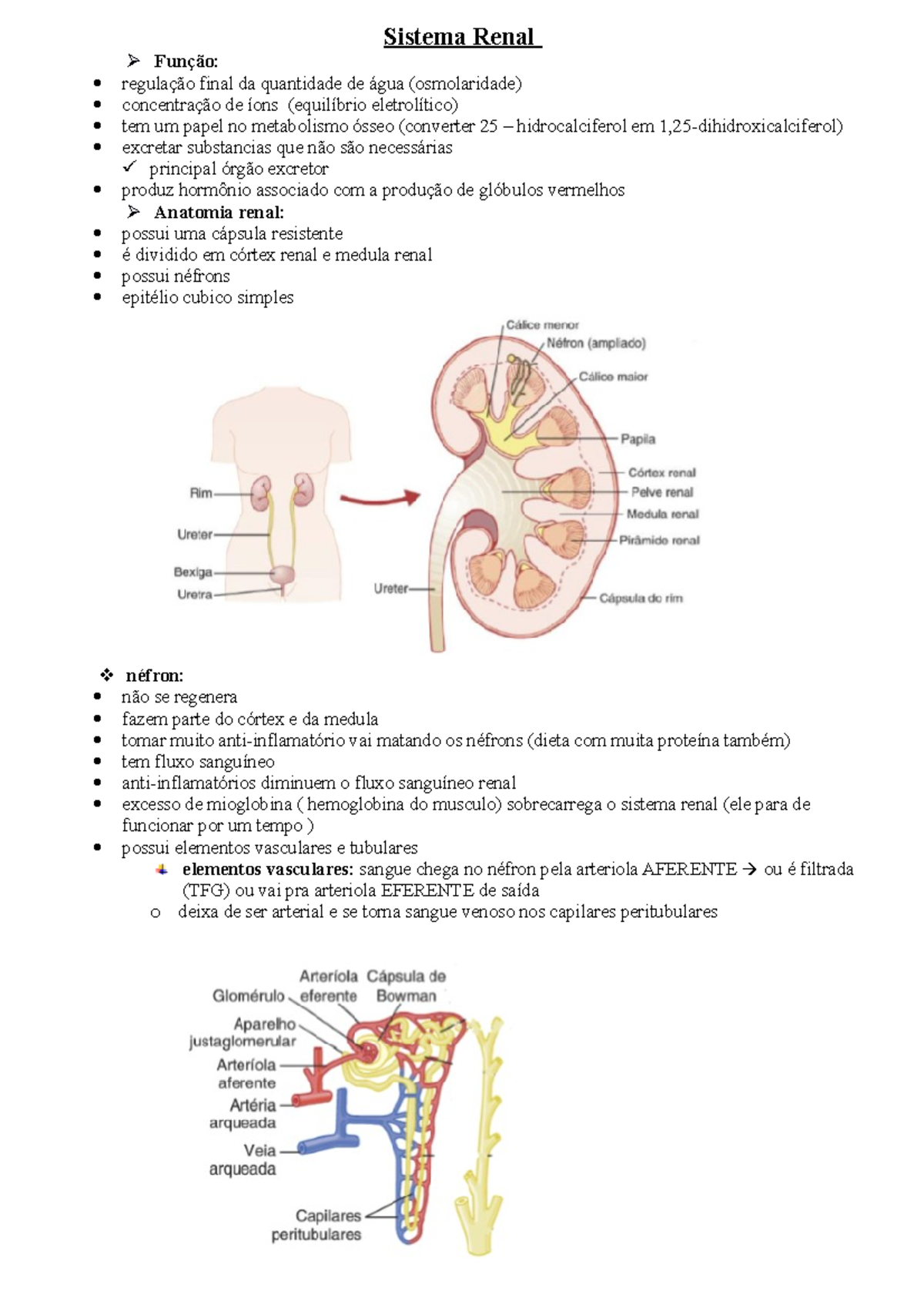 Sistema Renal biofísica - Sistema Renal Função: regulação final da ...