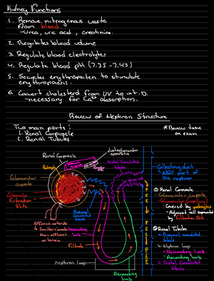 Ch 25 Word - Pearson Ch 25 Urinary System lecture notes - Anatomy ...