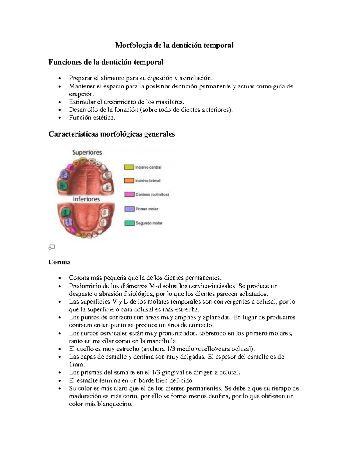 Morfología de la dentición temporal - Morfología de la dentición ...