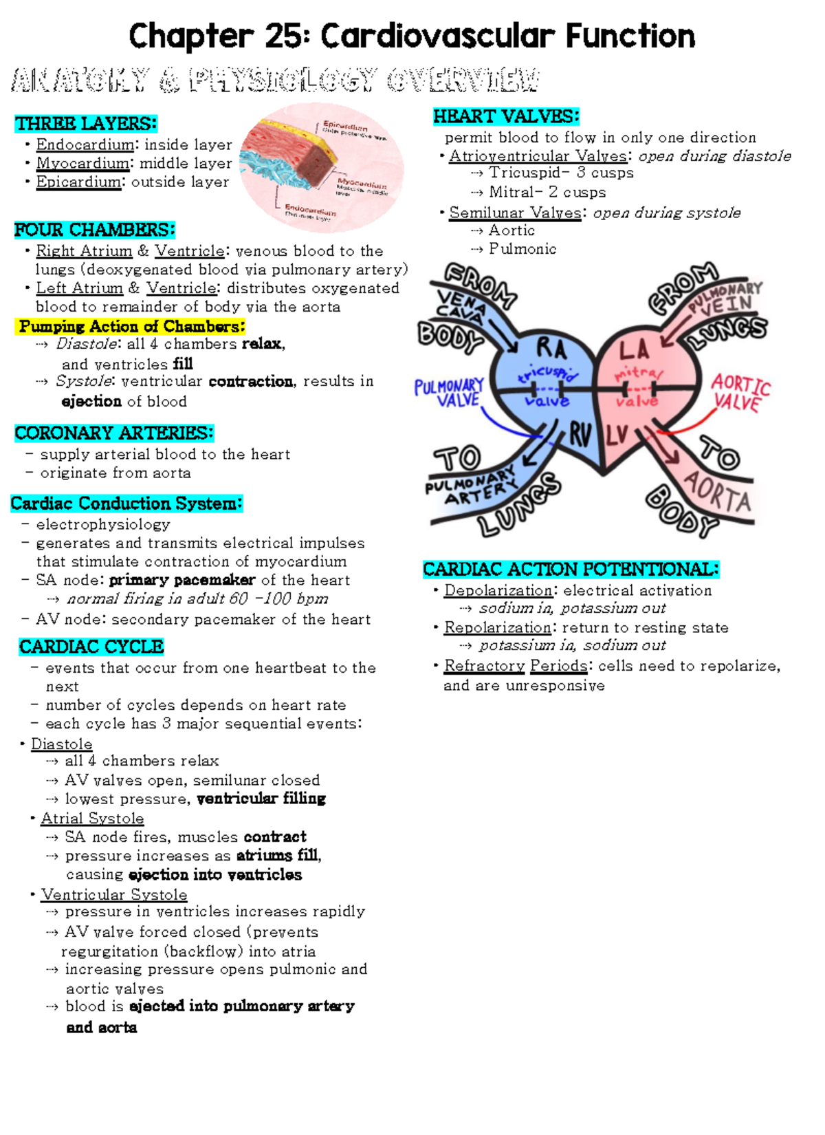Test 2 part 1 - Heart notes - Chapter 25: Cardiovascular Function ...