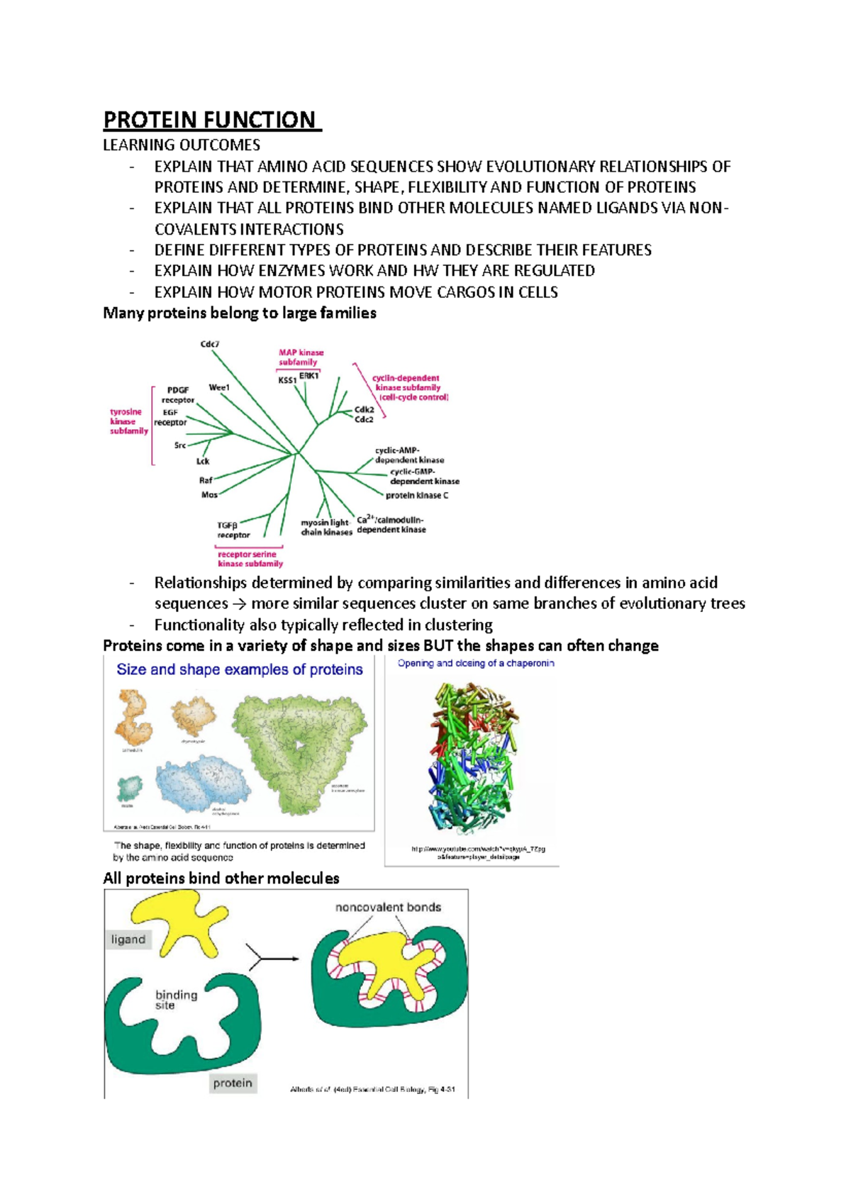 Protein Function - lec notes - PROTEIN FUNCTION LEARNING OUTCOMES ...
