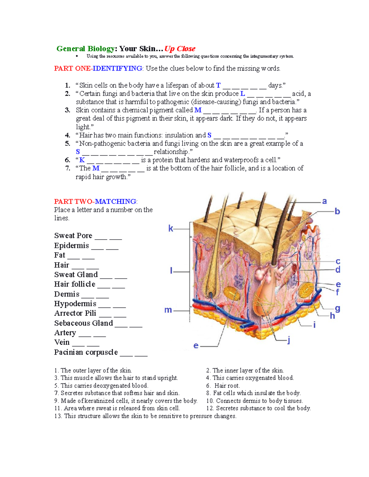 General Anatomy Physiology Your Skin Up Close-1 - General Biology: Your ...