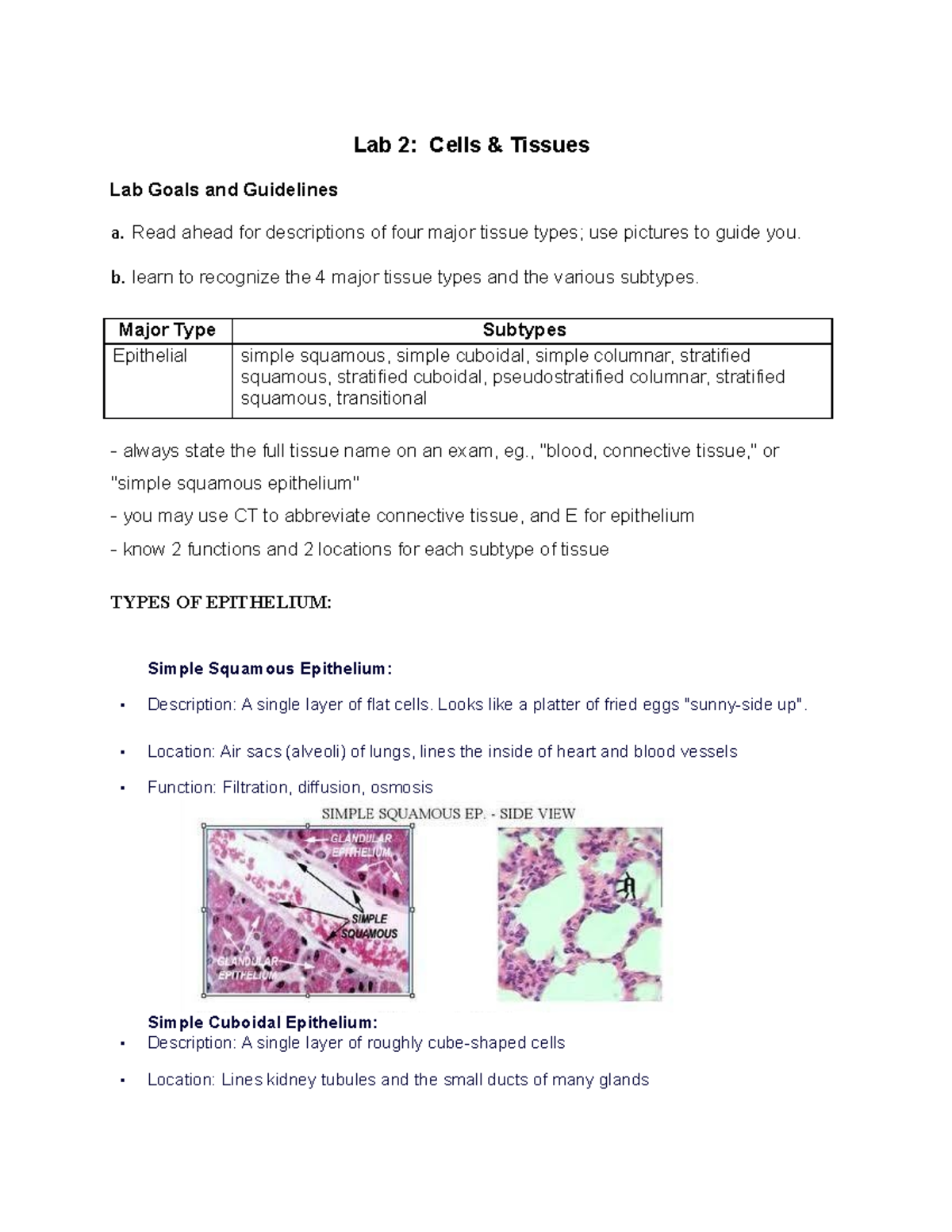 Activity 2. cells - Lab 2: Cells & Tissues Lab Goals and Guidelines a ...