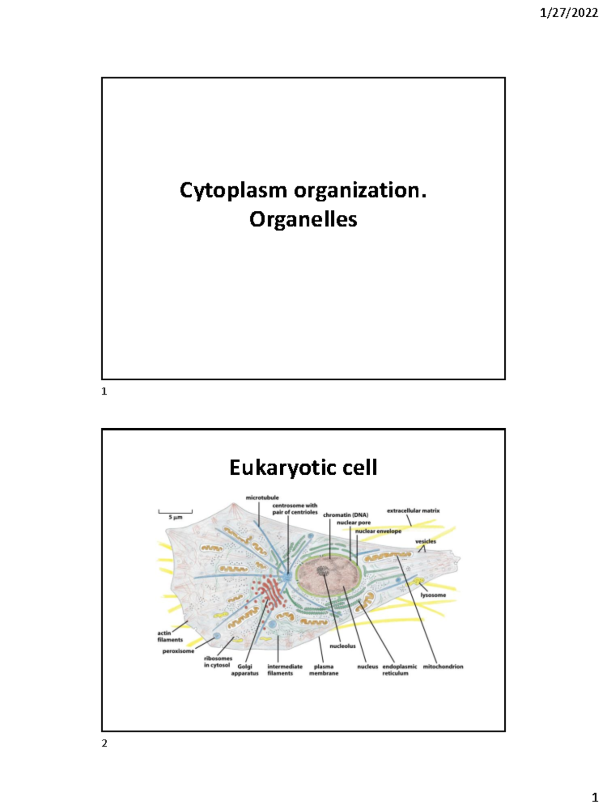 Lecture 7 - Notes - Cytoplasm organization. Organelles Eukaryotic cell ...