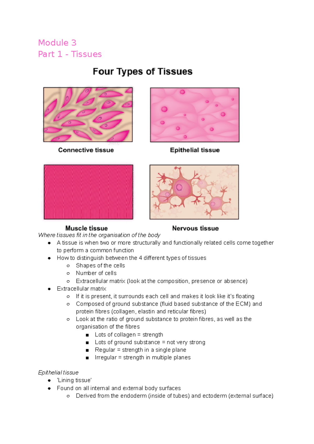 Module 3 - Module 3 Part 1 - Tissues Where tissues fit in the ...