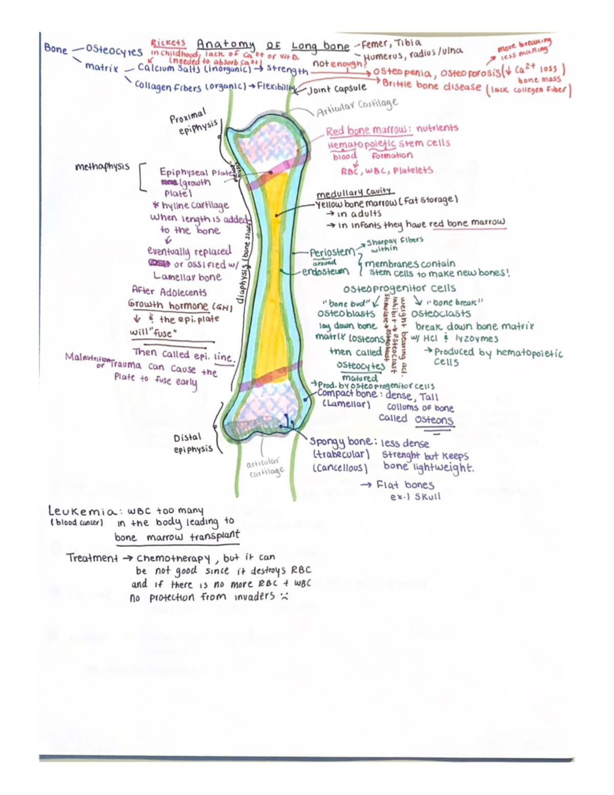 Bones%20&%20Joints - Nursing notes - Bone osteocytes Rickets Anatomy OF ...