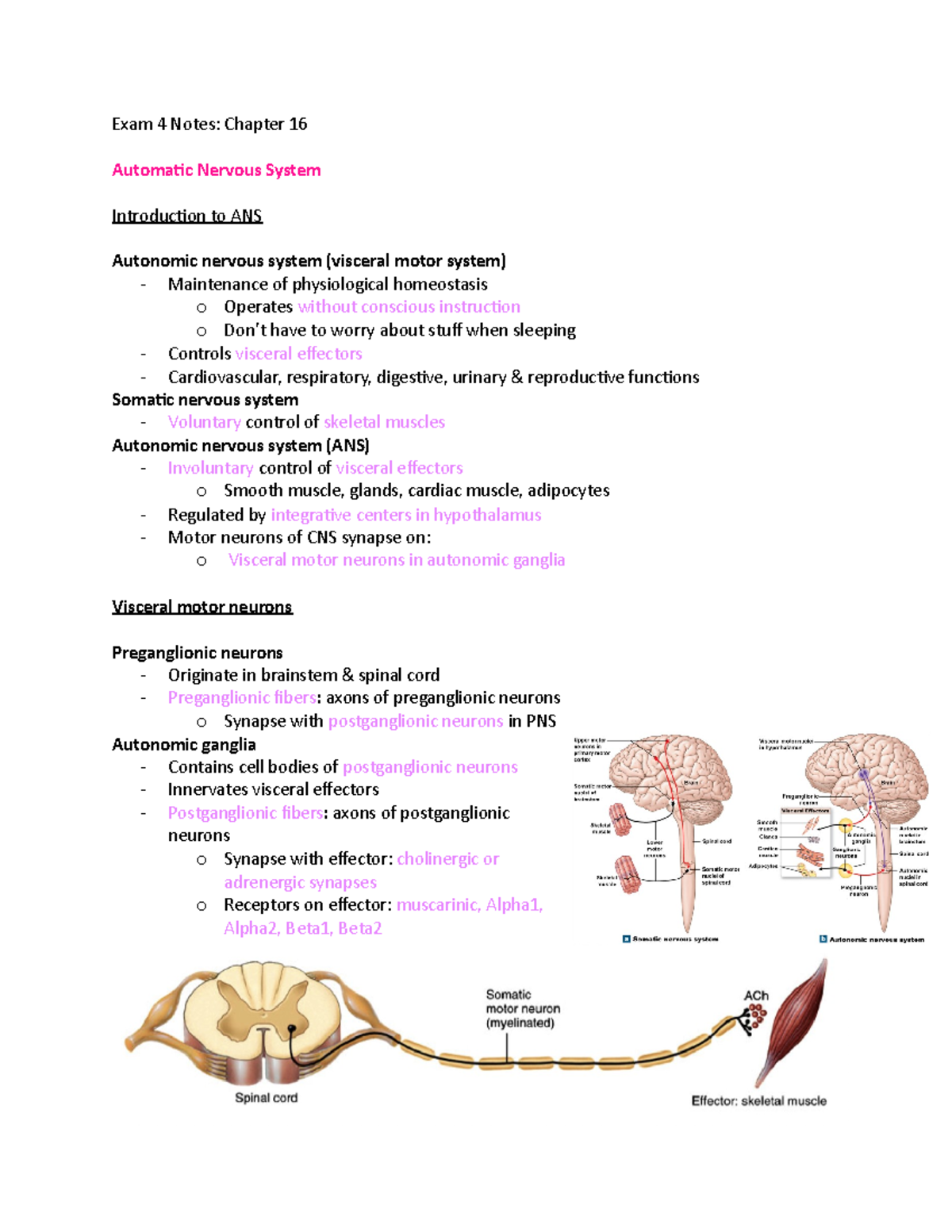 Exam 4 Notes- Chapter 16 - Exam 4 Notes: Chapter 16 Automatic Nervous ...