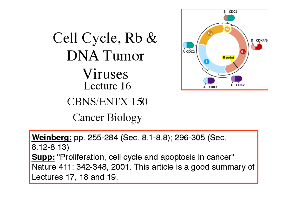 L16 CB14 - Dr. Sladek - Cell Cycle, Rb & DNA Tumor Viruses Lecture 16 ...