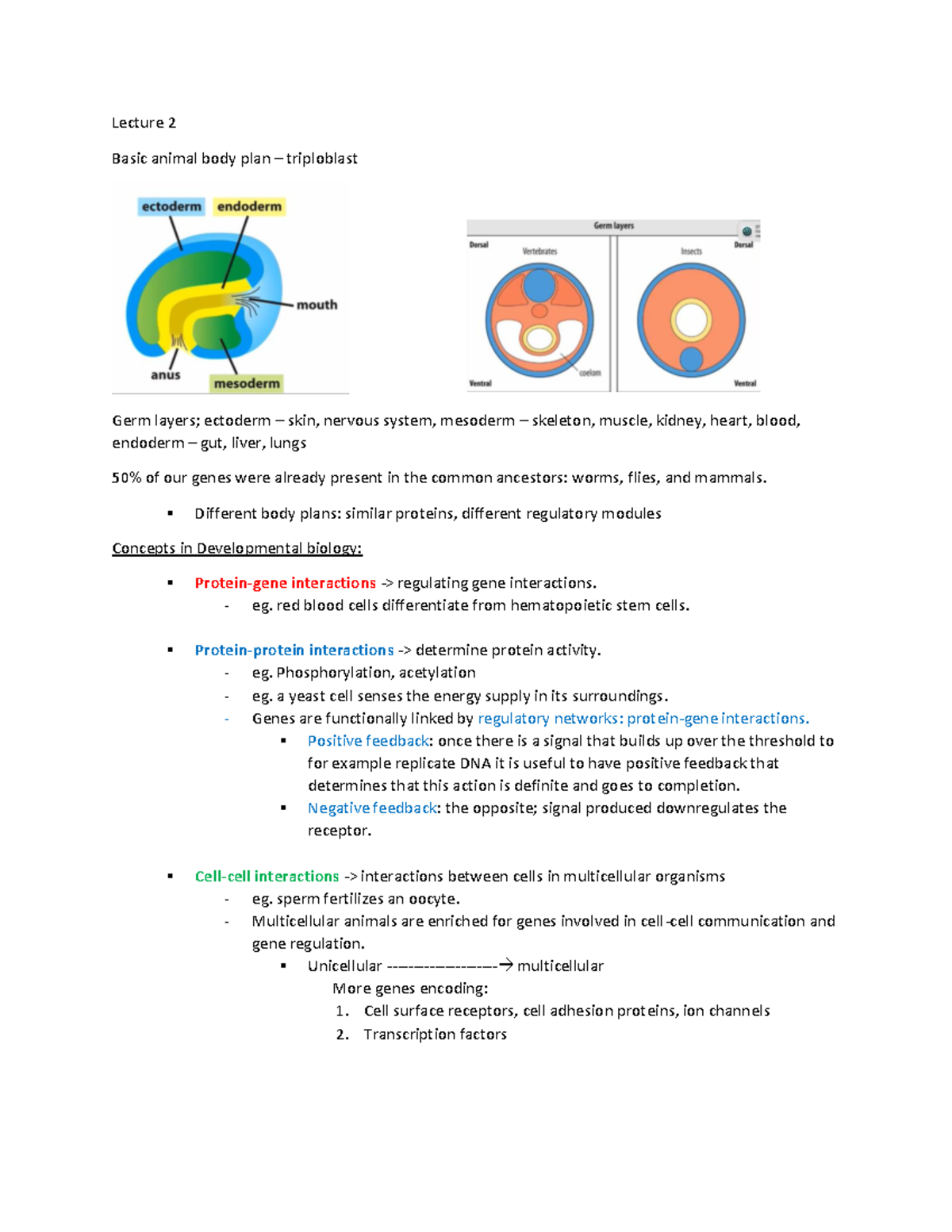 Lecture 2 - notes - Lecture 2 Basic animal body plan – triploblast Germ ...