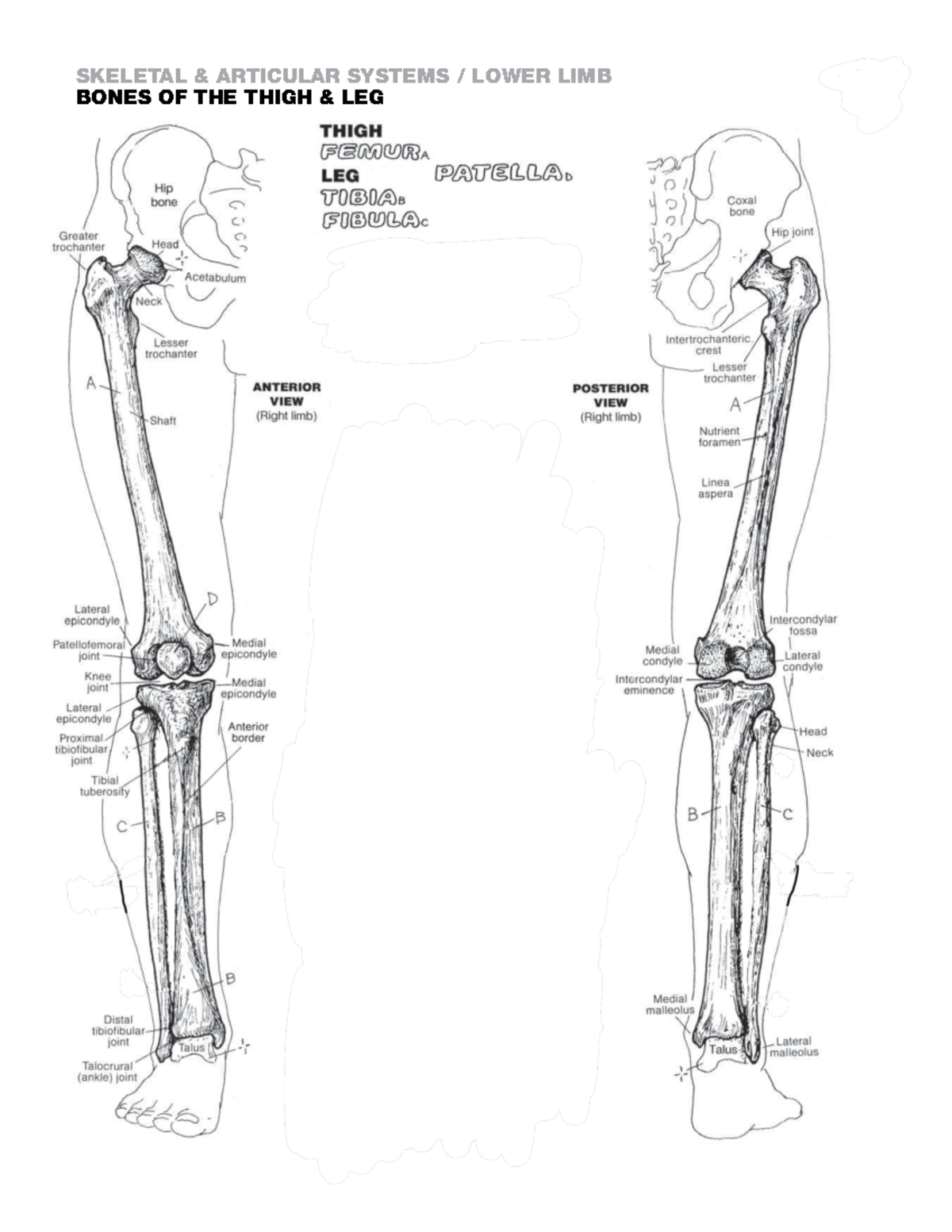 Lower Limb Color Page - See 39 CN: Use light colors on the four bones ...