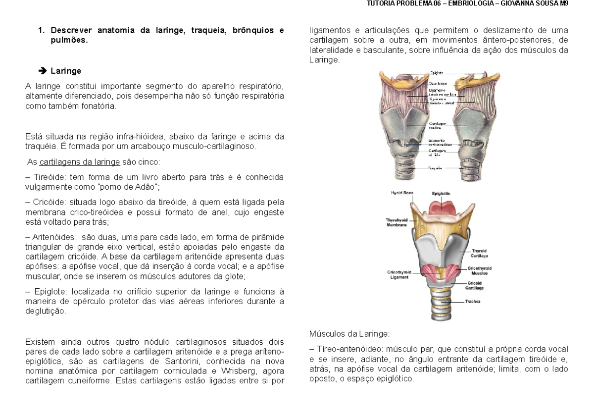 Descrever anatomia da laringe - Laringe A laringe constitui importante ...