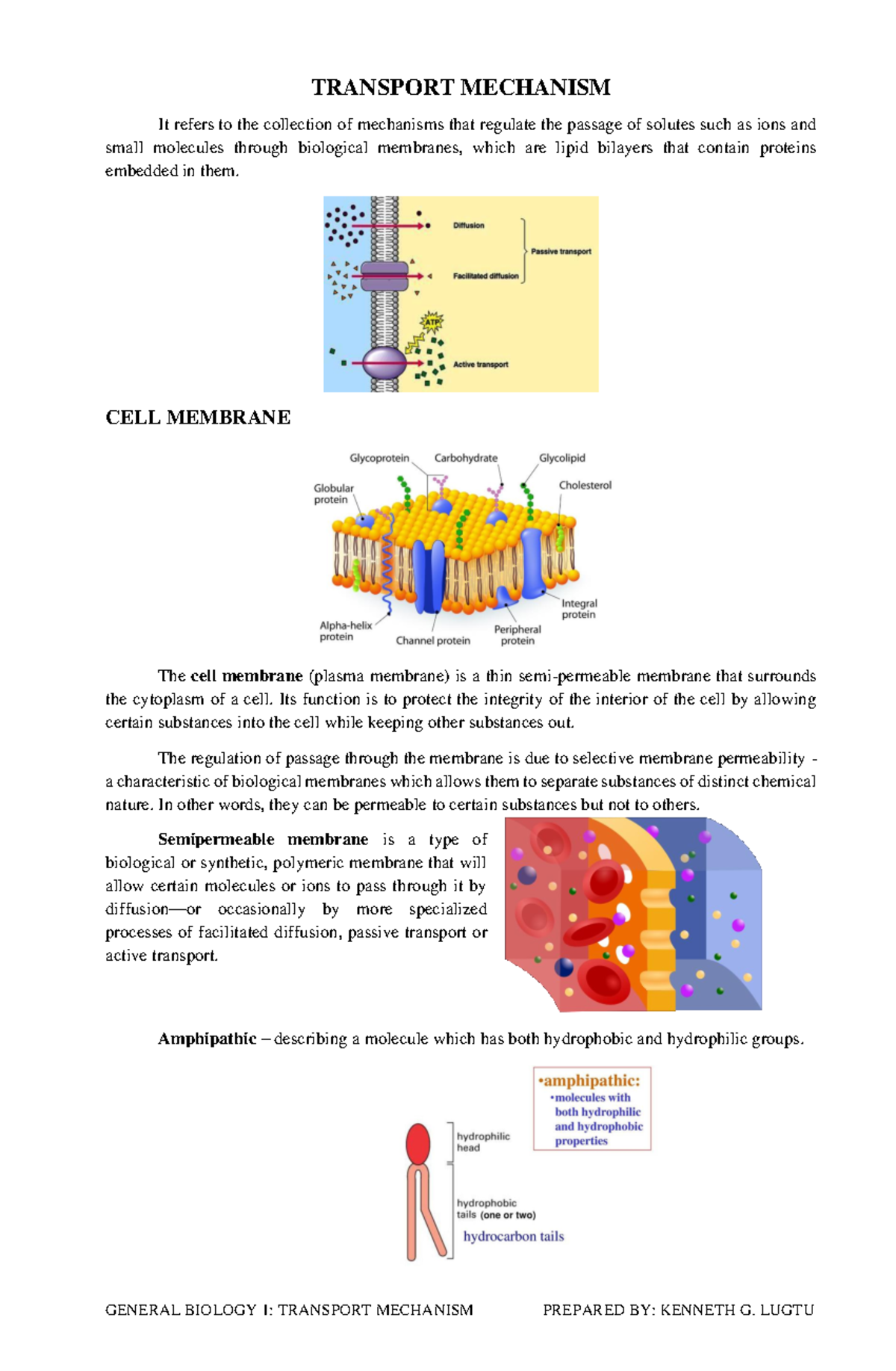 6rh0c60kn47aaluv - this could help you understand more about mitosis ...