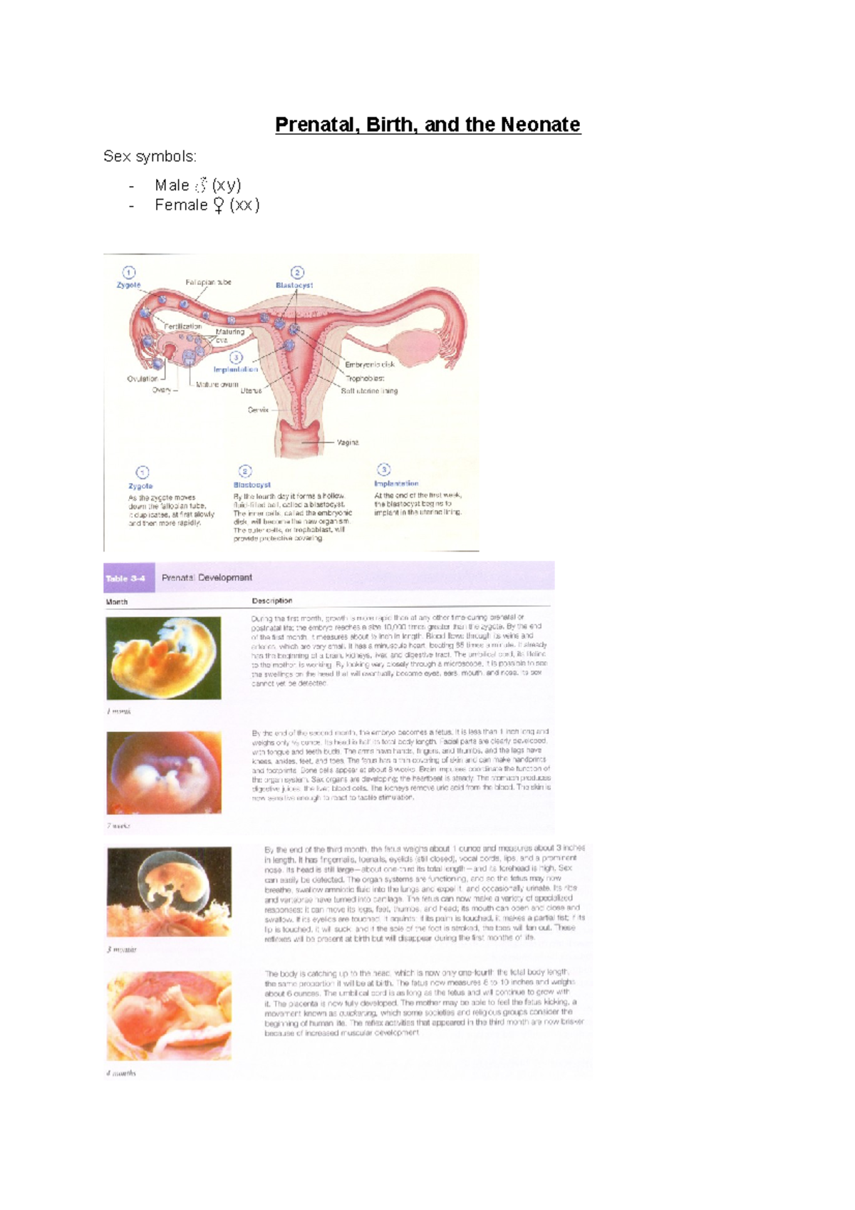 Prenatal, Birth, and the Neonate - Neonatal period – time of transition ...