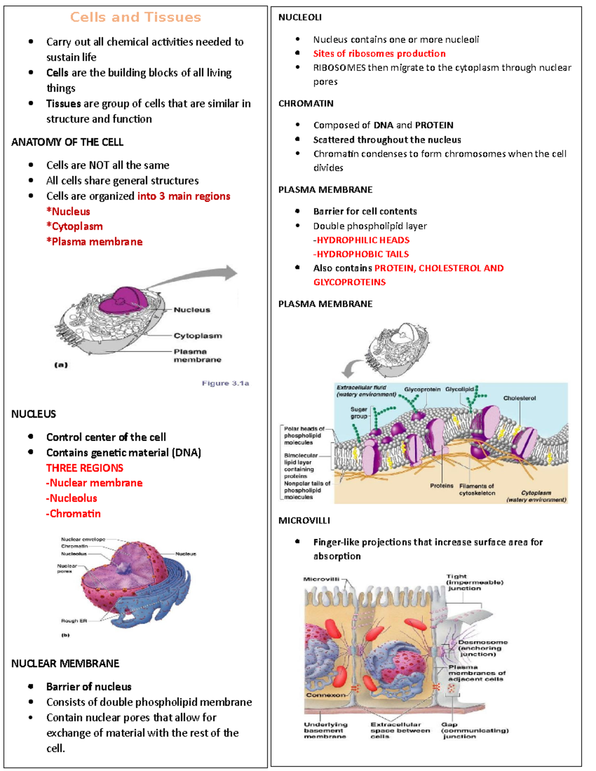 Cells, Tissues, Skeletal, Musolz - PLASMA MEMBRANE SPECIALIZATIONS ...