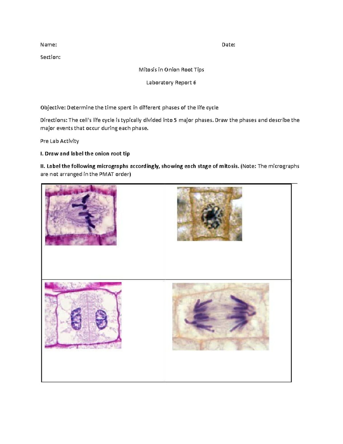 Lab Report 6 - Name: Date: Section: Mitosis in Onion Root Tips ...