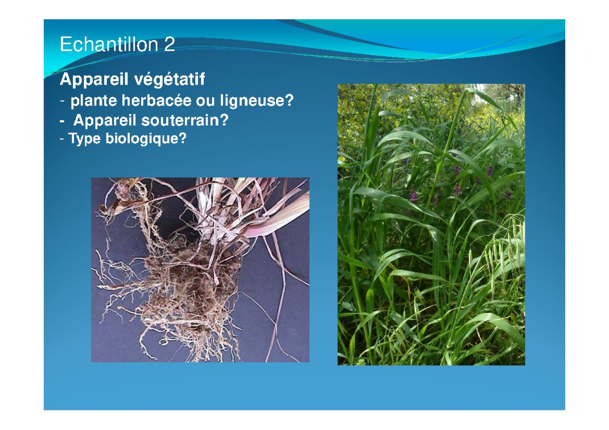 Floristique-TP-04 - Cours - Echantillon 2 Appareil végétatif plante ...