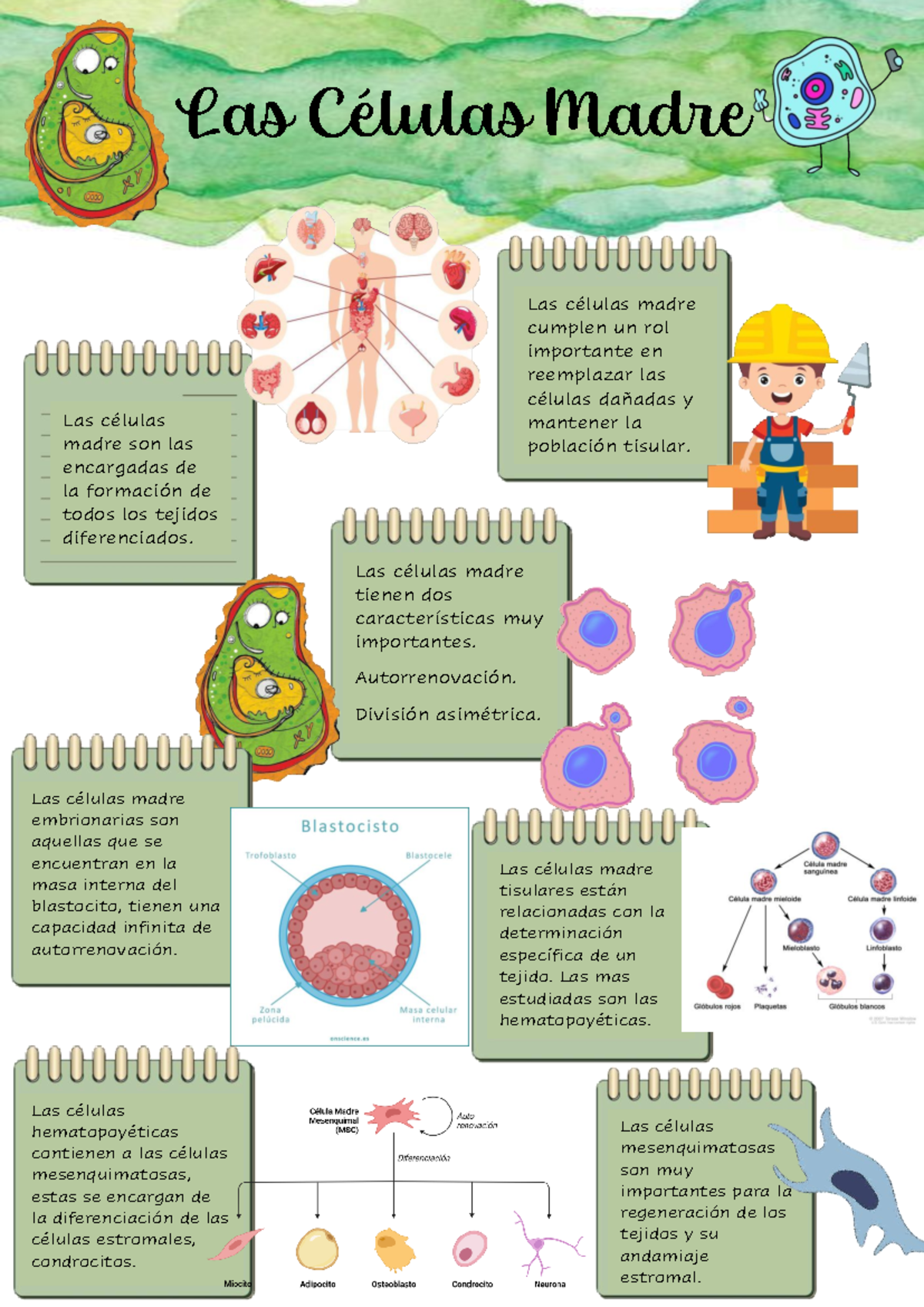Las células madre una infografía enfocada en su resumen, libro Robbins ...