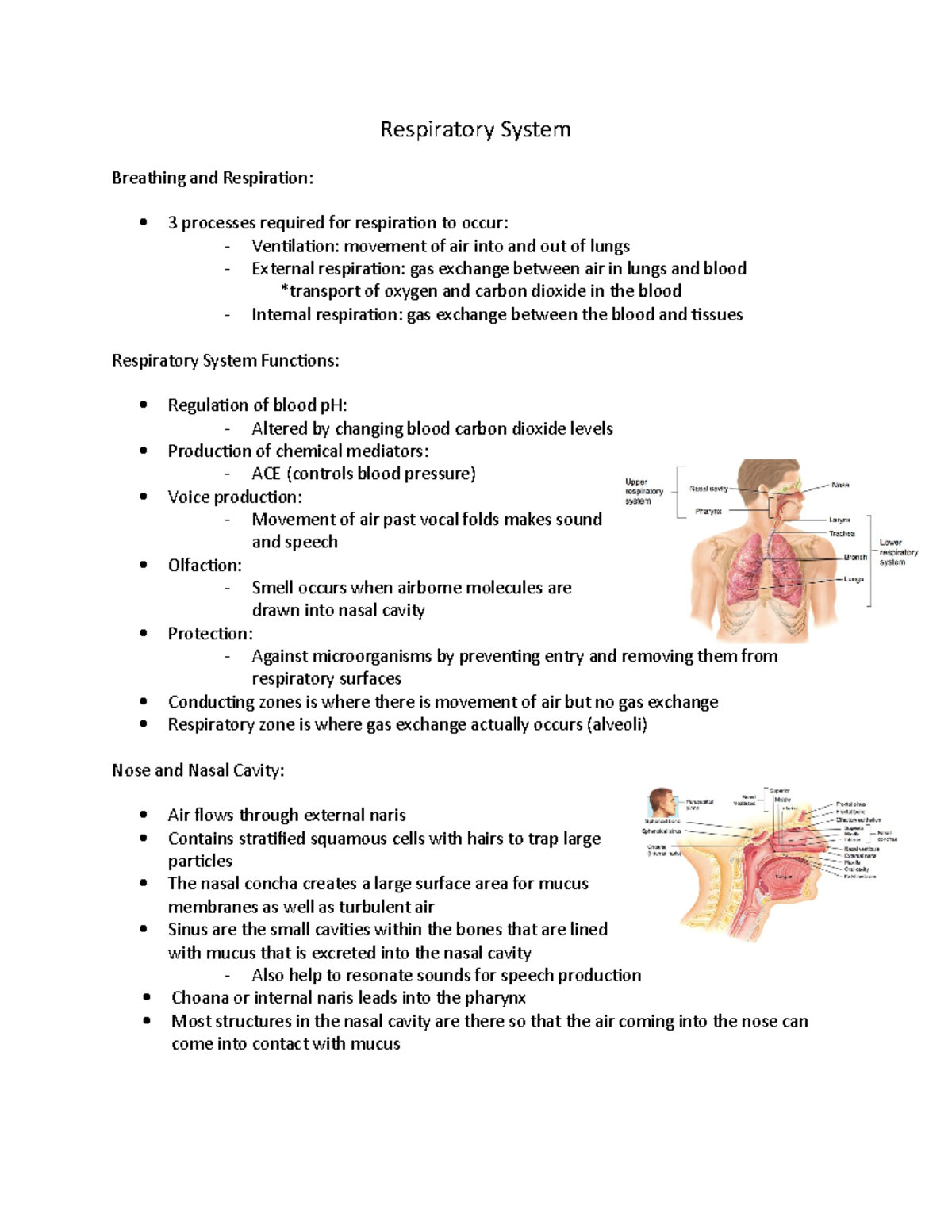 The Respiratory System - Respiratory System Breathing and Respiration ...