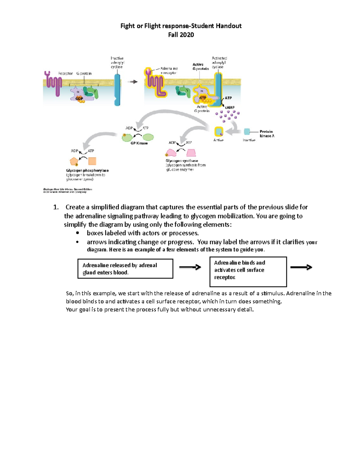 Fight or Flight response-student handout for biology - Fight or Flight ...