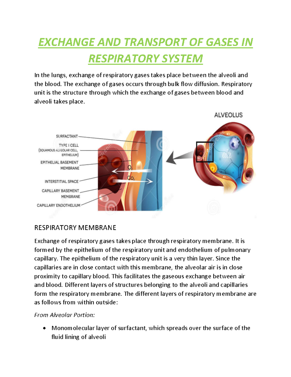 Biconcave Disc Transports Gases at Audra Kato blog