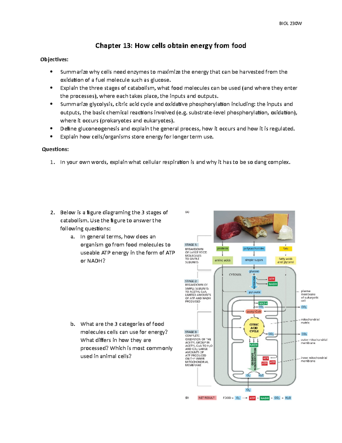 CH13 Handout - Chapter 13: How cells obtain energy from food Objectives ...